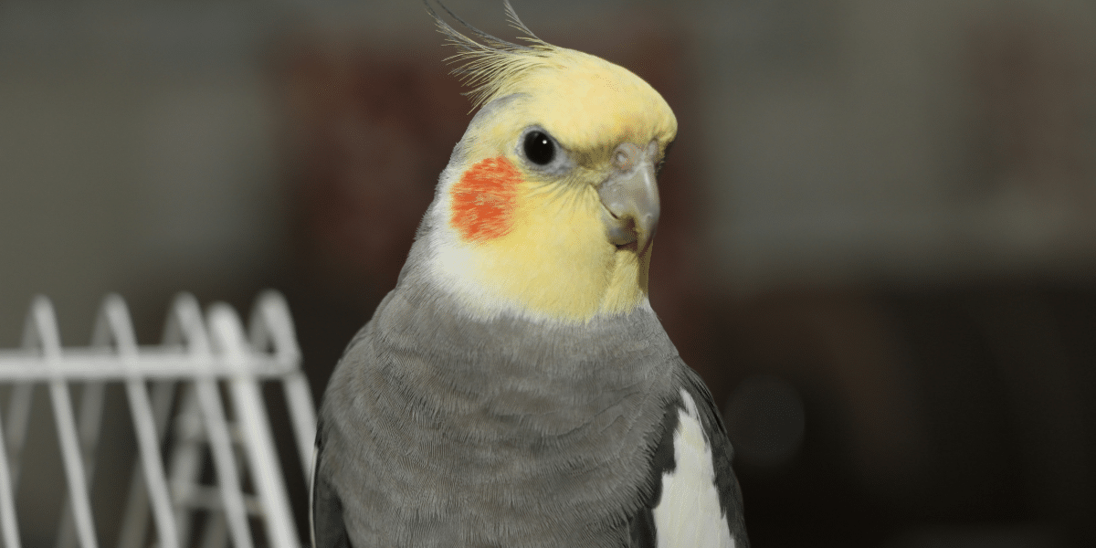 Cockatiel Enrichment: Tips for a Happy, Healthy Bird